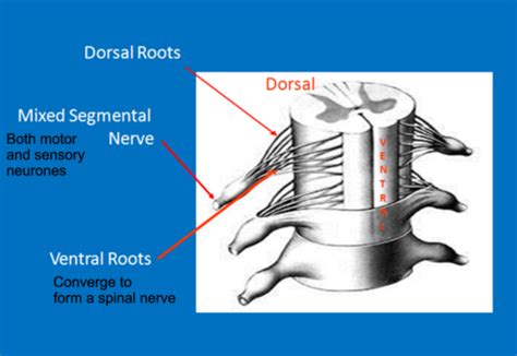 The Notion Of Mixed Spinal Segmental Nerves And Their Equivalents In Cranial Nerves Flashcards The Notion Of Mixed Spinal Segmental Nerves And Their Equivalents In Cranial Nerves Flashcards
