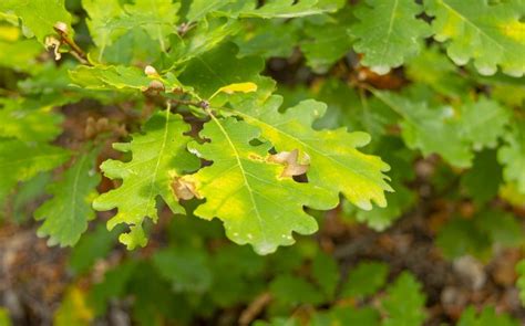 Types Of Oak Explained Oak Tree Species Oak Wood Timbers