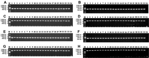 Polymerase Chain Reaction Products Amplified By Using Primers Specific Download Scientific