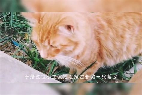 橘猫剪毛换造型后，直接吓惨蓝猫，家里不得安宁造型蓝猫