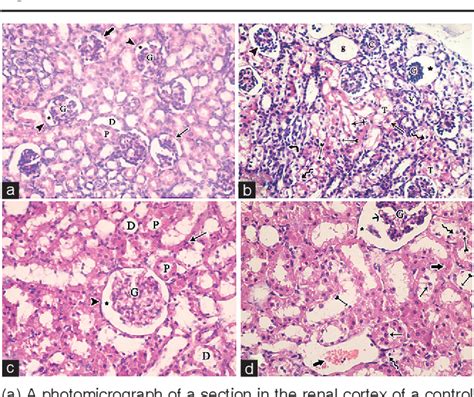 Figure 2 From Effects Of Exposure To Gibberellic Acid During Pregnancy