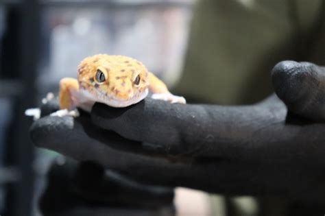 레오파드 게코 도마뱀 키우기 사육장 환경과 핸들링하기 네이버 블로그