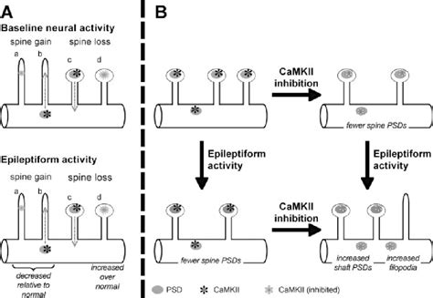 Figure 1 From Role Of Cacalmodulin Dependent Protein Kinase Ii In