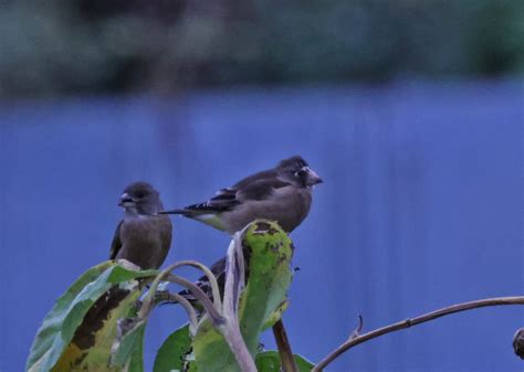 カワラヒワの幼鳥か奇形でしょうか 日本の野鳥識別図鑑