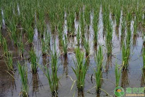 水稻如何科学选种？这六要点需牢记！ 农技学堂 惠农网