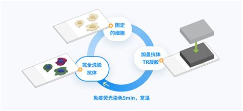 多重免疫荧光染色技术