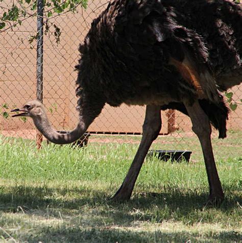 The Biggest Bird In The World Gjm Nature Media