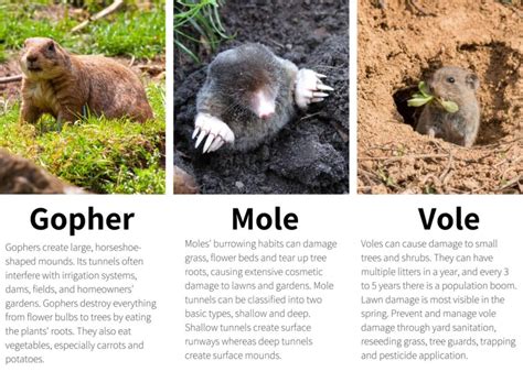 Gopher Mole Vole Identification Wildlife Pros