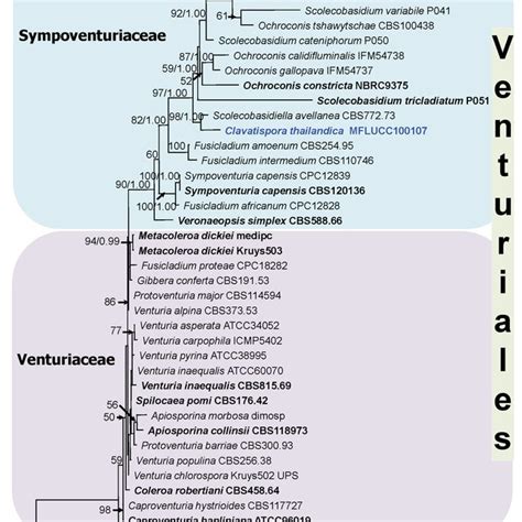 Raxml Phylogenetic Tree Based On The Lsu Sequence Data Bootstrap