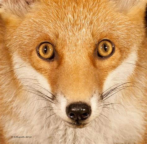 Image Result For Fox Eyes