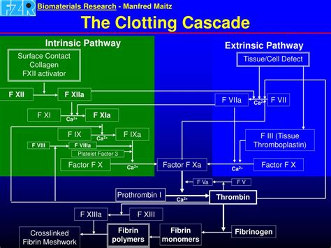 Ppt The Complement System And Kinin System Powerpoint Presentation