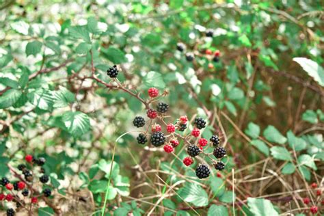 230 Rubus Ulmifolius Fotografías De Stock Fotos E Imágenes Libres De