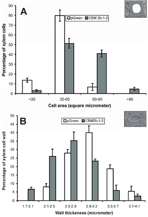 Cell Size Distribution A And Cell Wall Thickness B Of Xylem Cells Download Scientific
