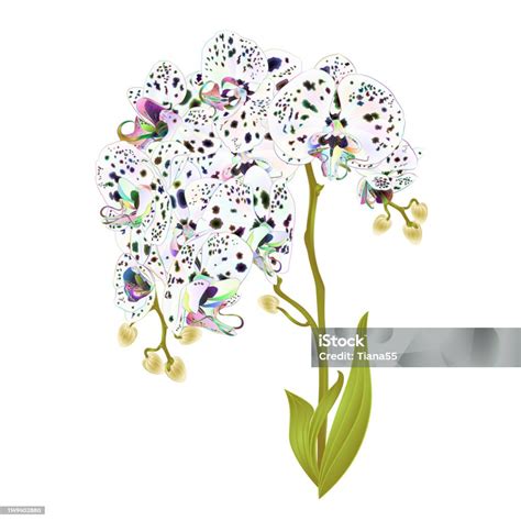 나뭇가지 난초 호 접 도트 멀티 컬러 꽃 열 대 식물 녹색 줄기와 새싹과 나뭇잎 빈티지 벡터 식물 그림 편집 가능한 디자인 0명에 대한 스톡 벡터 아트 및 기타 이미지