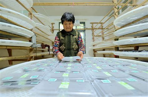 Хүр хорхойн торго