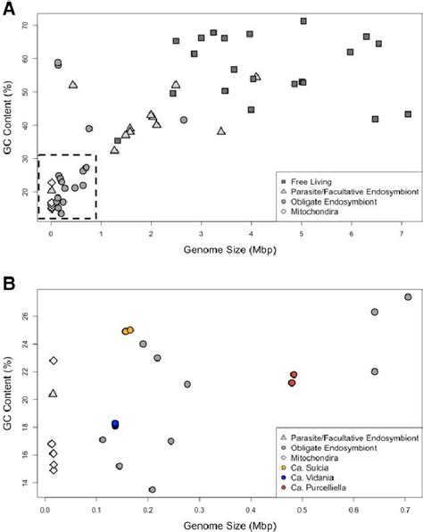A Relationship Between Genome Sizes Mbp And Gc Content For 72