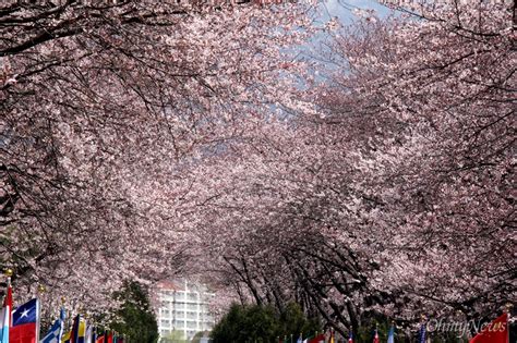 30일 오후 창원시 진해구 경화역 벚꽃 오마이포토