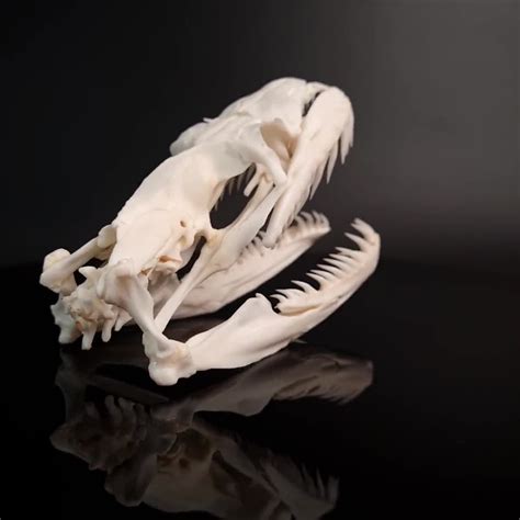Python Skull