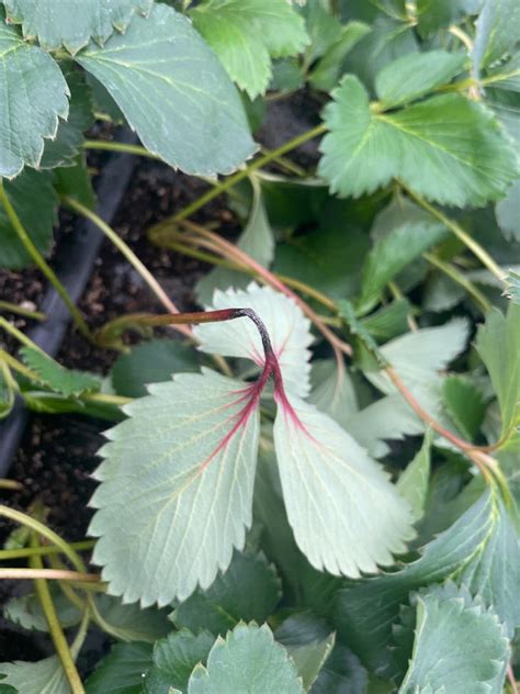 가을철 고온으로 딸기 탄저병·시듦병 발생주의 브릿지경제