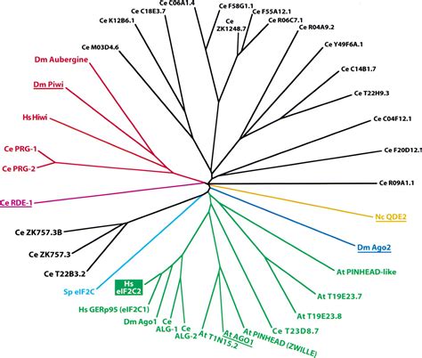 Why Do Mirnas Live In The Mirnp