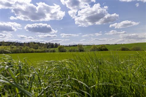 Growing Tall Green Grass On The Side Of The Field Stock Image Image Of Rural Growing 283103845