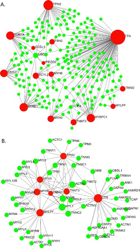 ppi networks generated using the genes along with 15 known genes