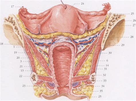 女性盆腔冠状断面 基础医学 医学