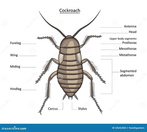 Cockroach In Color With Easy To Remove Labels Vector Illustration