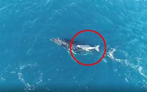 새끼 혹등고래 사냥 나선 범고래 패거리 포착 어미의 눈물