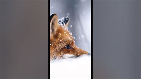 Обои с лисами🦊 Youtube