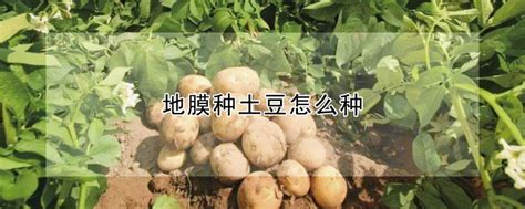 如何种植土豆才能高产 —【发财农业网】