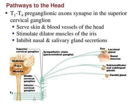 The Peripheral Nervous System Pns Part 1 Ppt Download