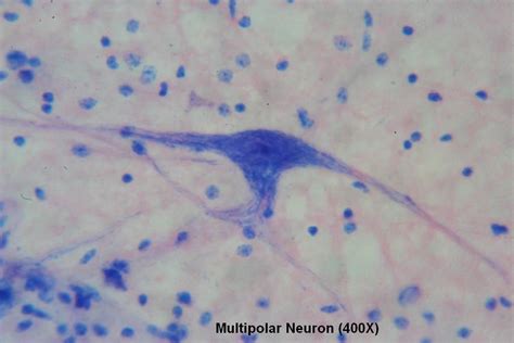 Unipolar Neuron Under Microscope