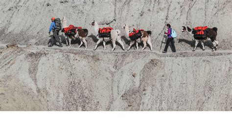 Llama Breeding Wilderness Ridge Trail Llamas