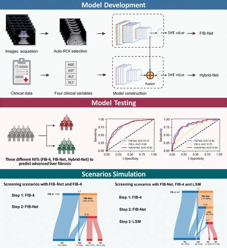 Us Based Sequential Algorithm Integrating An Ai Model For Advanced Liver Fibrosis Screening