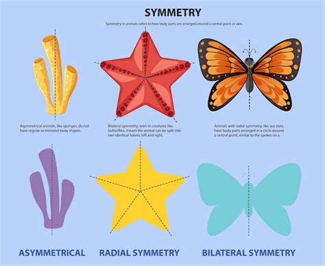 free vector understanding symmetry in nature and objects