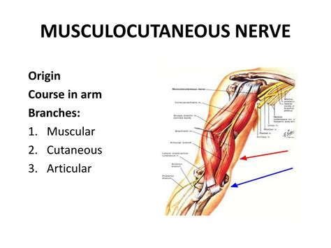 Ppt Anterior Compartment Of Arm And Cubital Fossa Powerpoint