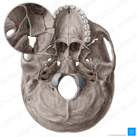 Scaphoid Fossa Of Sphenoid Bone 21531 Kenhub Image License Store