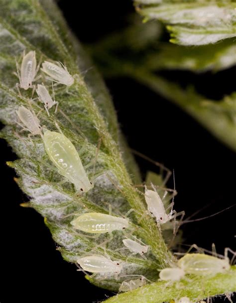 Raspberry Plant Pests Diseases How To Identify And Treat Bright Lane Gardens