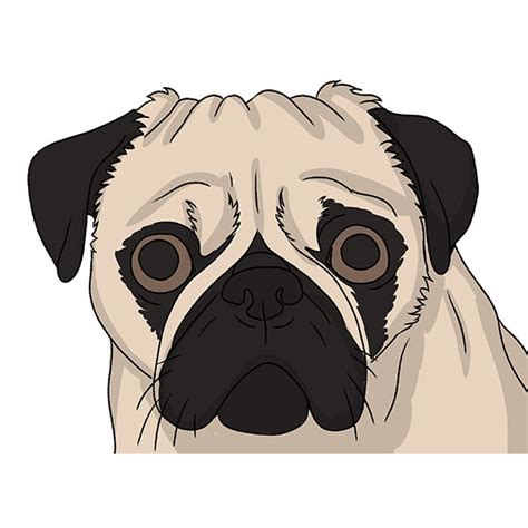 How To Draw A Pug Face Easy Drawing Art