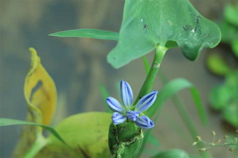 아가판투스 또는 나일강의 백합 호주 퀸즐랜드 닫으십시오 0명에 대한 스톡 사진 및 기타 이미지 0명 계절 꽃 나무