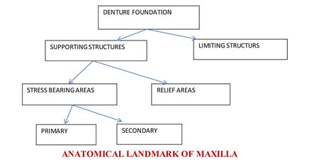 Anatomical Landmarks Focus Dentistry