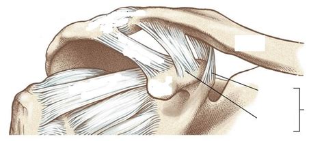 Acromioclavicular Joint Diagram Quizlet