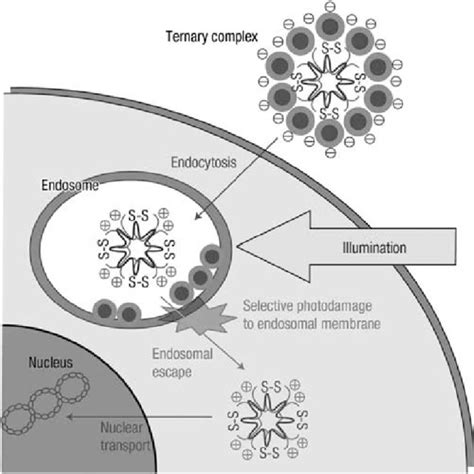 Schematic Diagram Of Protein Microarray Preparation Using Download