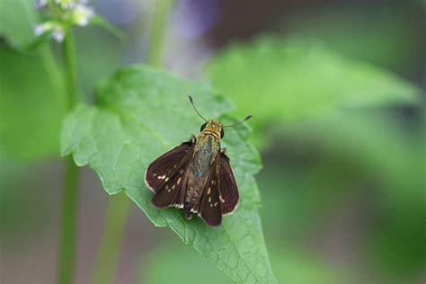 はけの森調査隊 チョウ イチモンジセセリチャバネセセリ