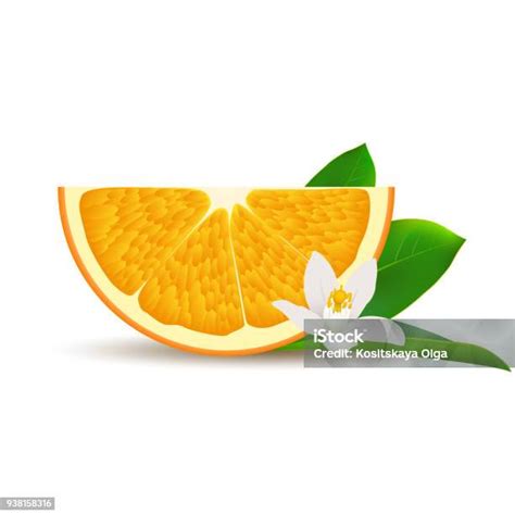 흰 꽃 녹색 잎과 하얀 배경에 그림자와 원 달콤한 오렌지의 고립 된 반 현실적인 색된 쪼 갠 다입니다 0명에 대한 스톡 벡터