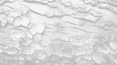 Natural Tree Bark Texture Overlay Bark Tree Bark Tree Wood Png