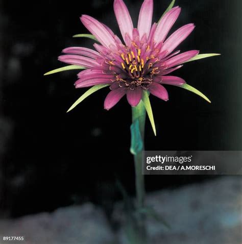 Salsify Flower Photos And Premium High Res Pictures Getty Images