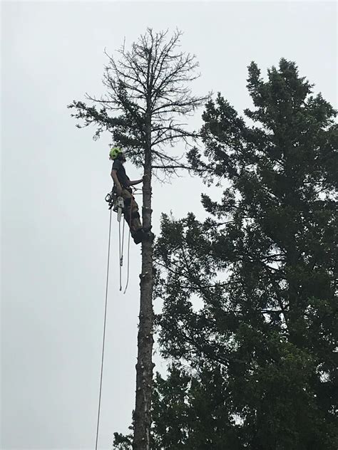 Onetwotreeservice Arborist Tree Removal Tree Services