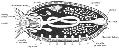 Echinodermata The Digestive System